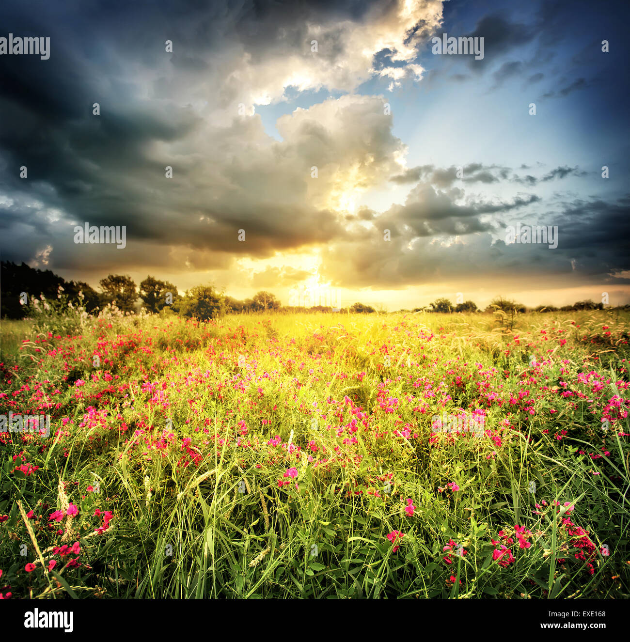 Field with red flowers under a dramatic sunset sky Stock Photo - Alamy