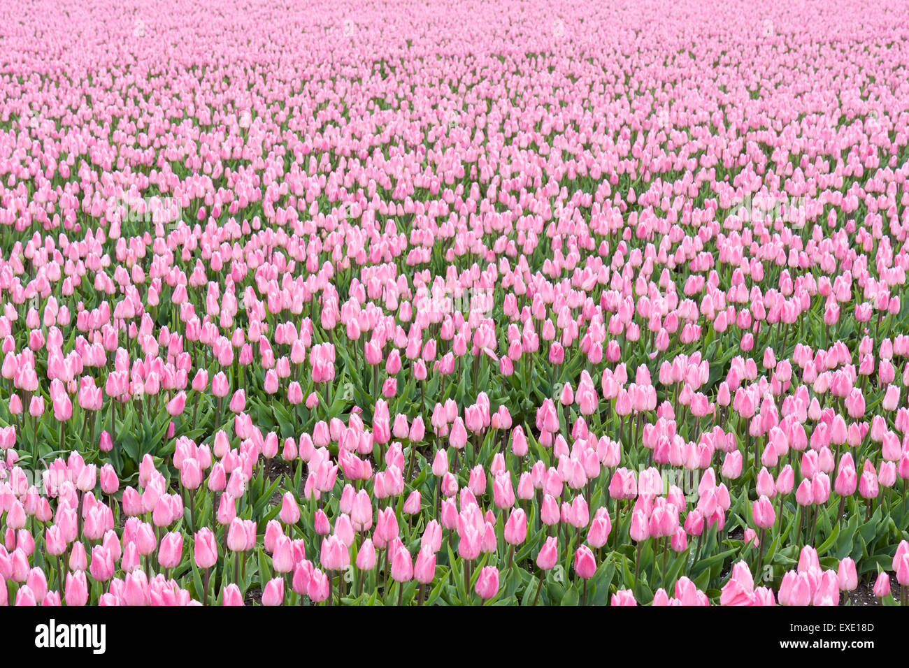 Tulpina hi-res stock photography and images - Alamy