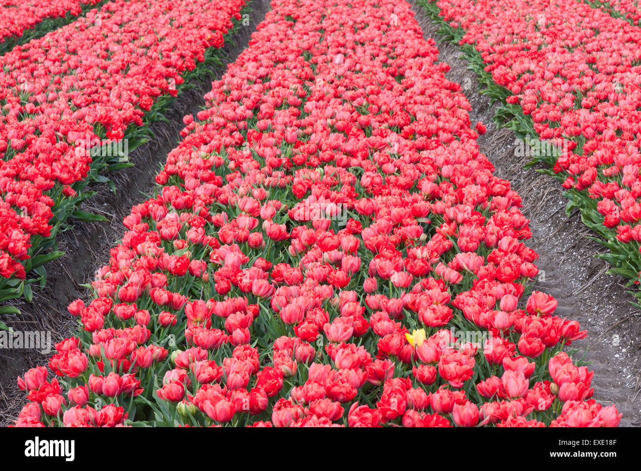 Tulpina High Resolution Stock Photography and Images - Alamy