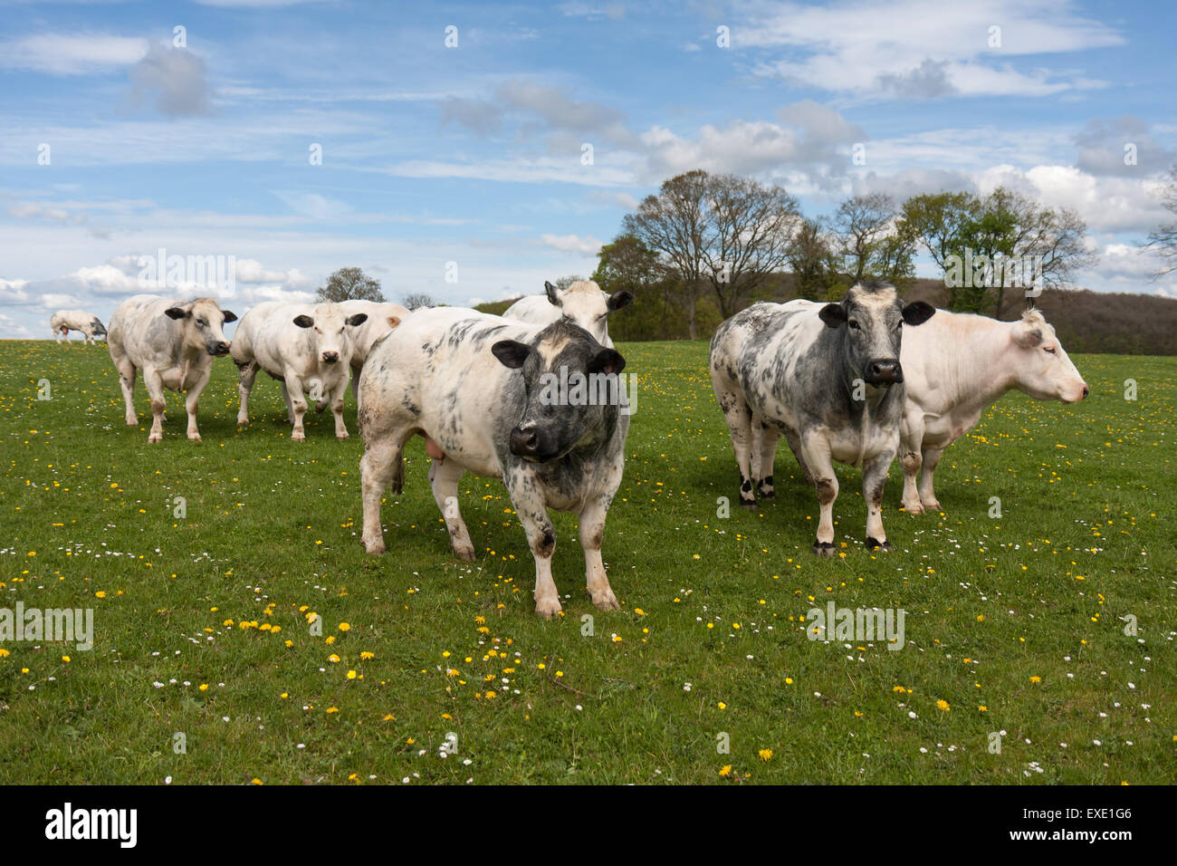 Flock of cows in meadow covered with dandelions Stock Photo - Alamy