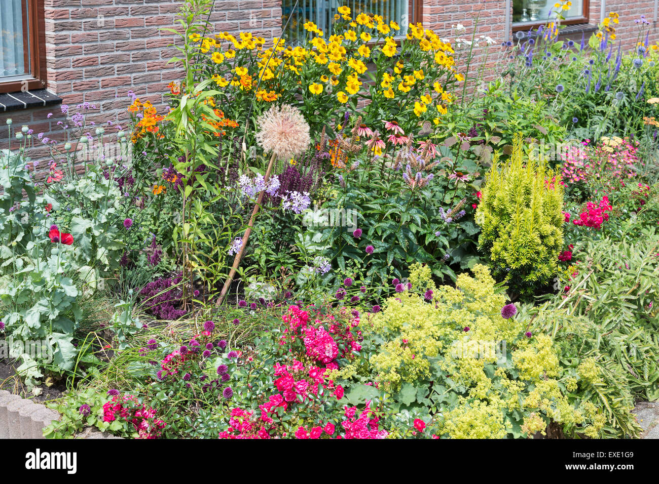 Dutch house has front yard with several blooming plants Stock Photo - Alamy