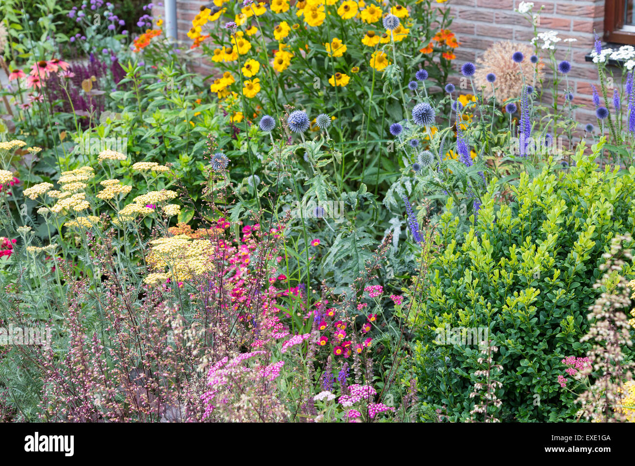 Dutch house has front yard with several blooming plants Stock Photo - Alamy