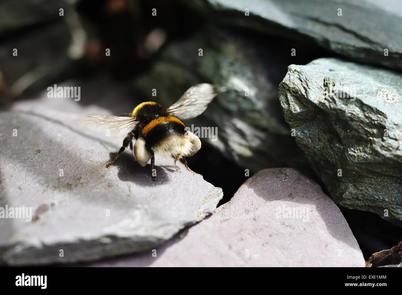 Bumble Bee with full pollen sacks Stock Photo - Alamy