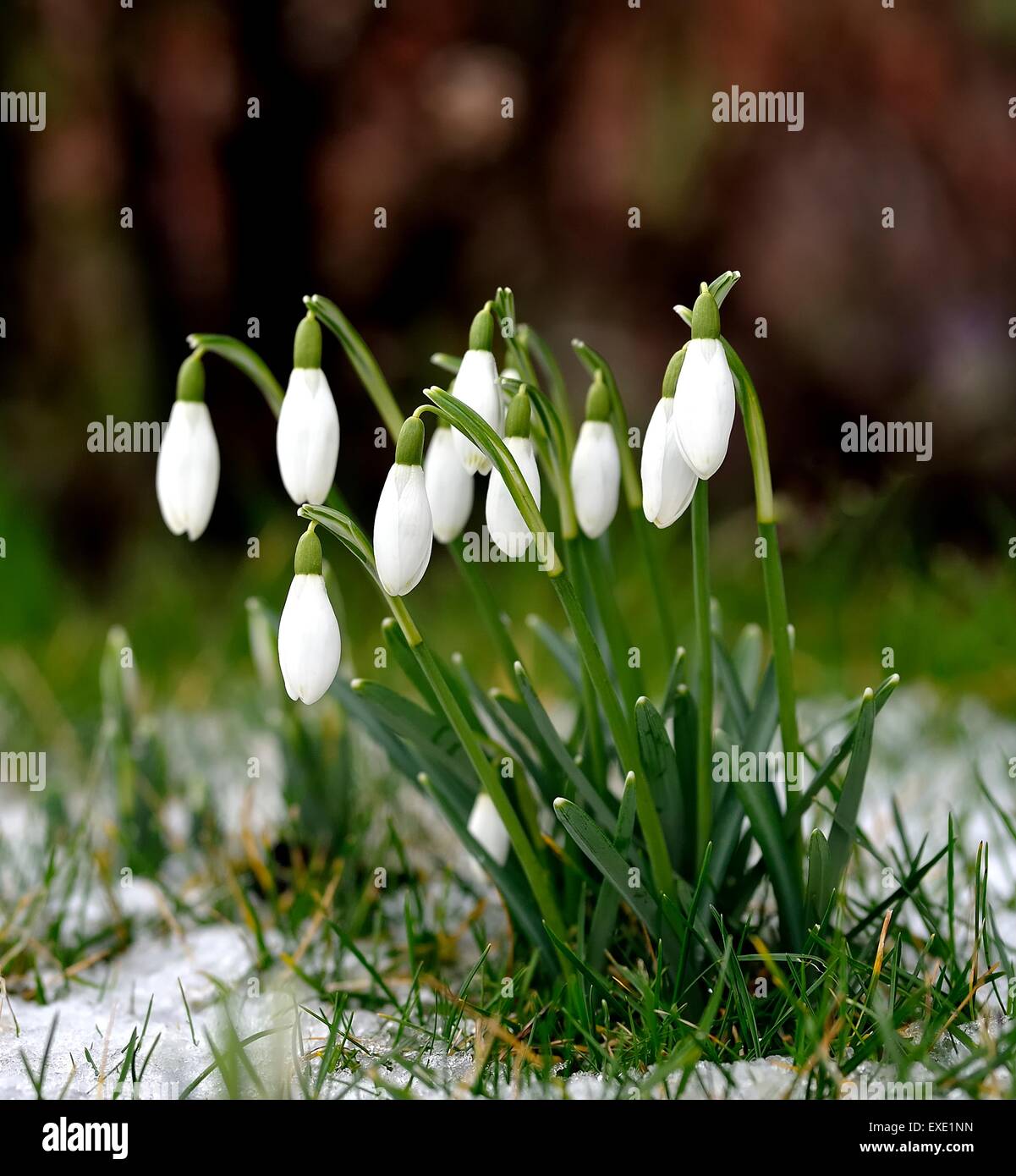 Snow and the Snow Drops Stock Photo - Alamy