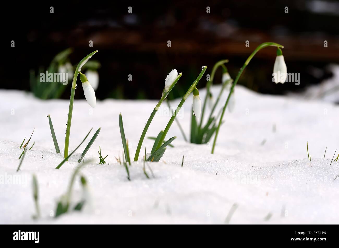 Snow and the Snow Drops Stock Photo - Alamy