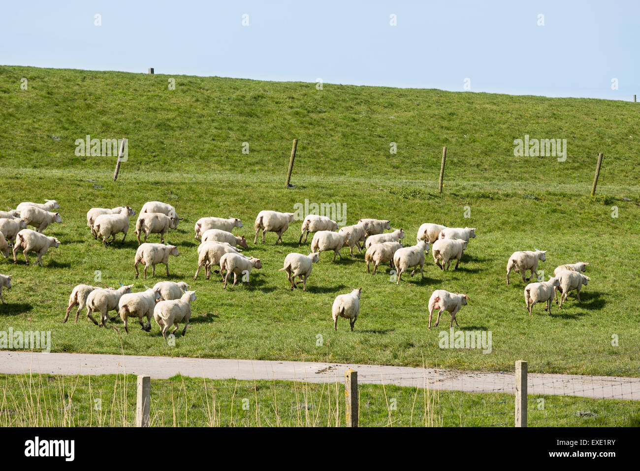Herd of afraid sheep running along a Dutch dike Stock Photo - Alamy