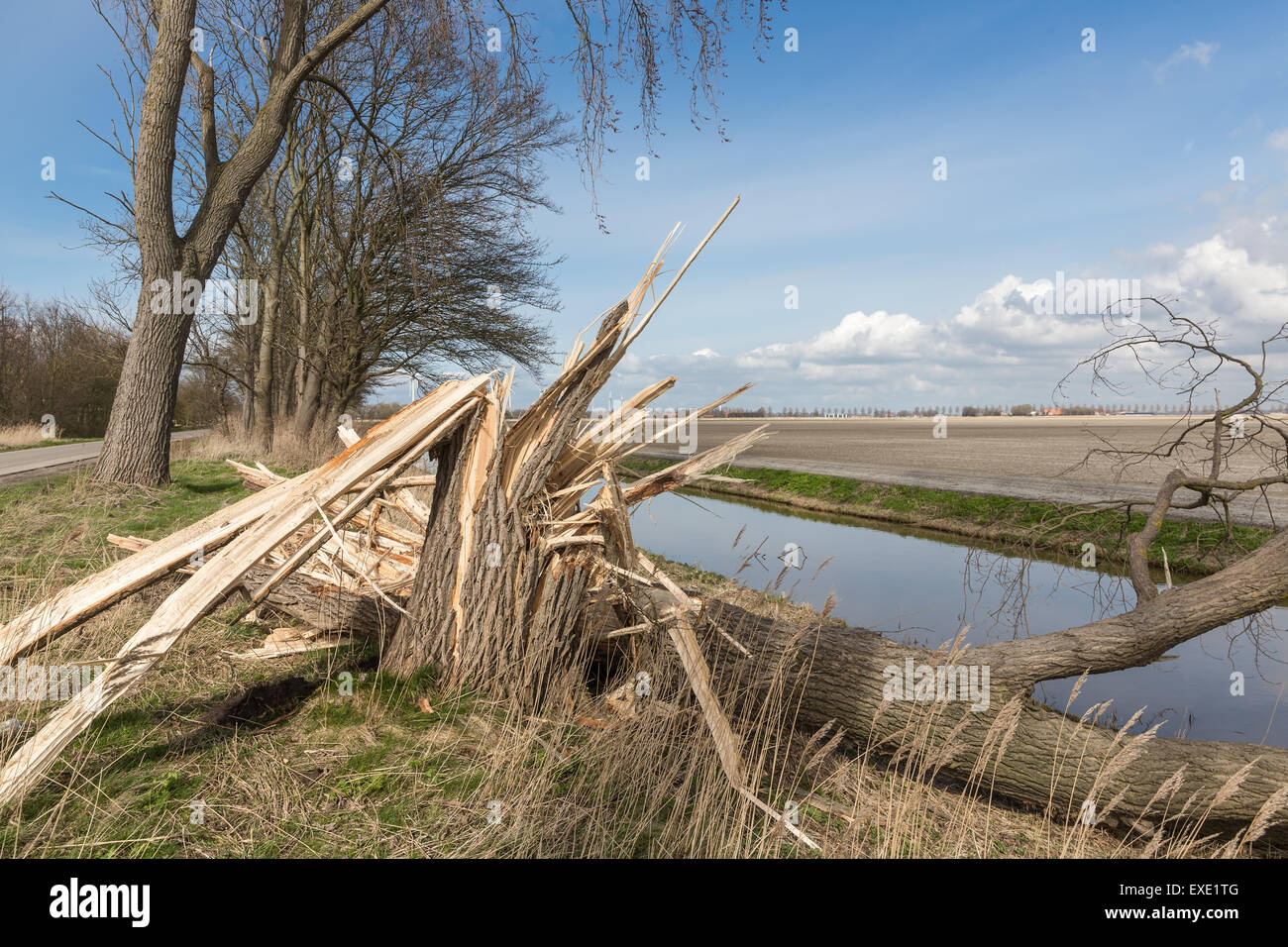 Dutch farmland with blown down tree after a heavy spring storm Stock ...