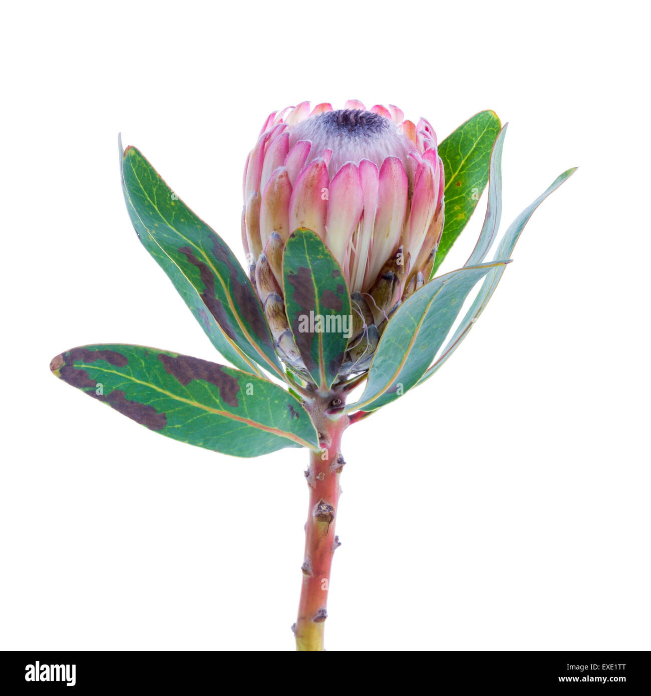 Purple Protea flower on a white background Stock Photo - Alamy