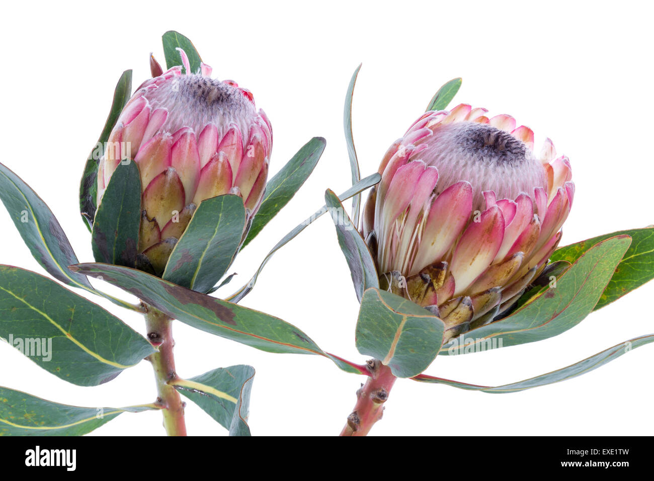 Two Purple Protea flower on a white background Stock Photo - Alamy