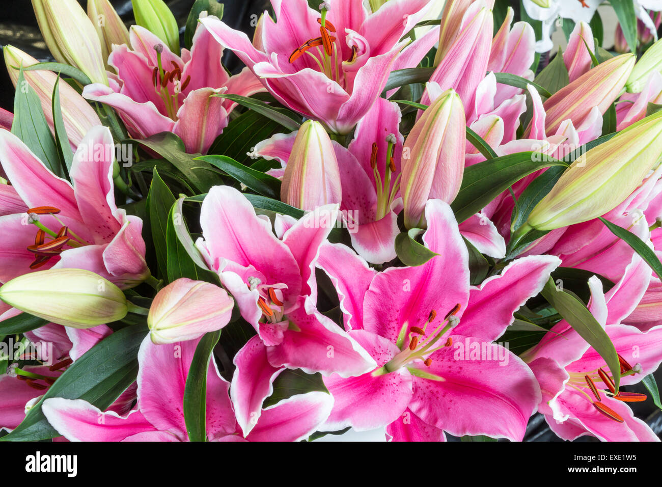 Colorful bush of purple lily flowers (Lilium Stock Photo - Alamy