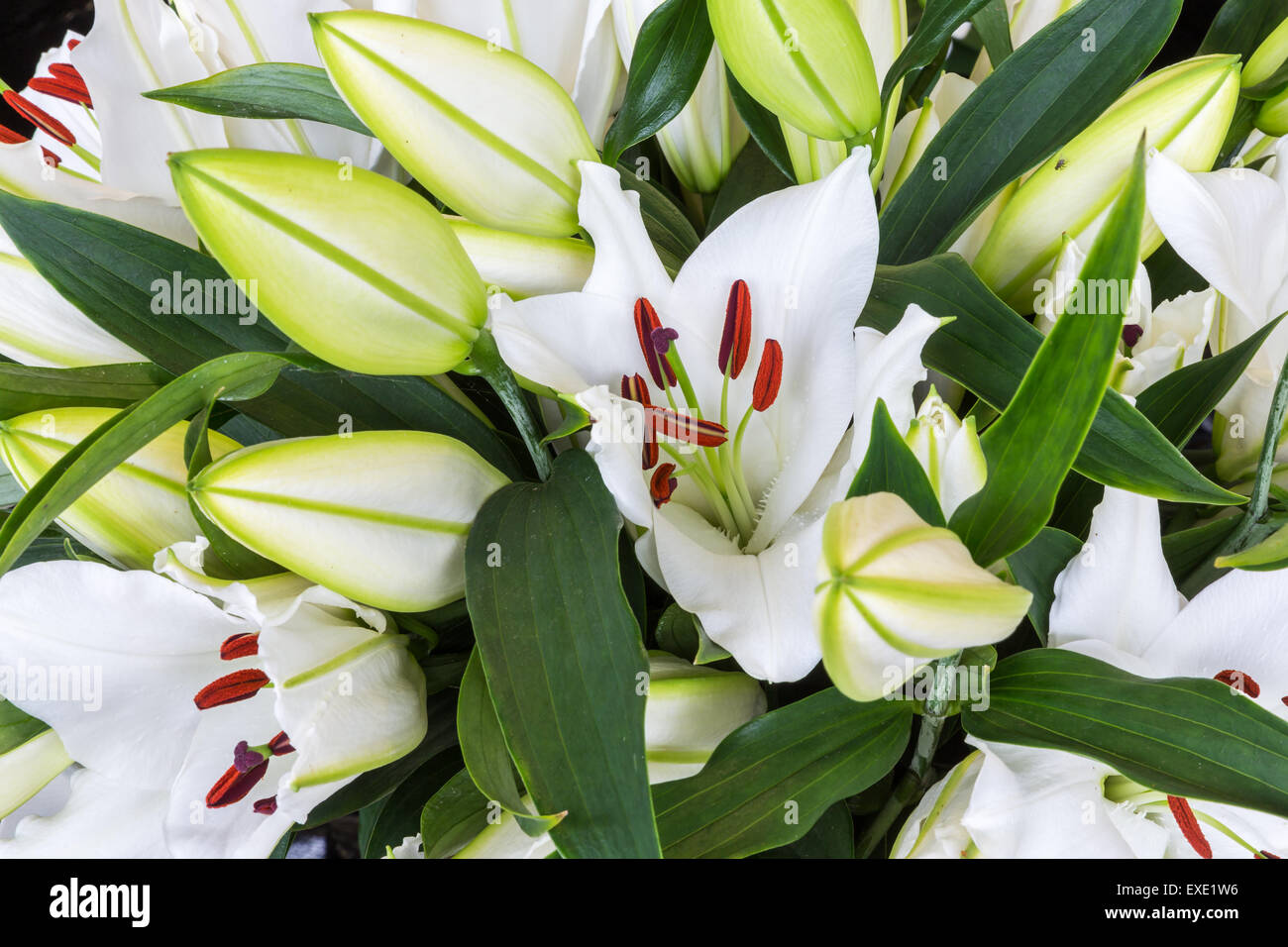 Colorful bush of White lily flowers (Lilium Stock Photo - Alamy
