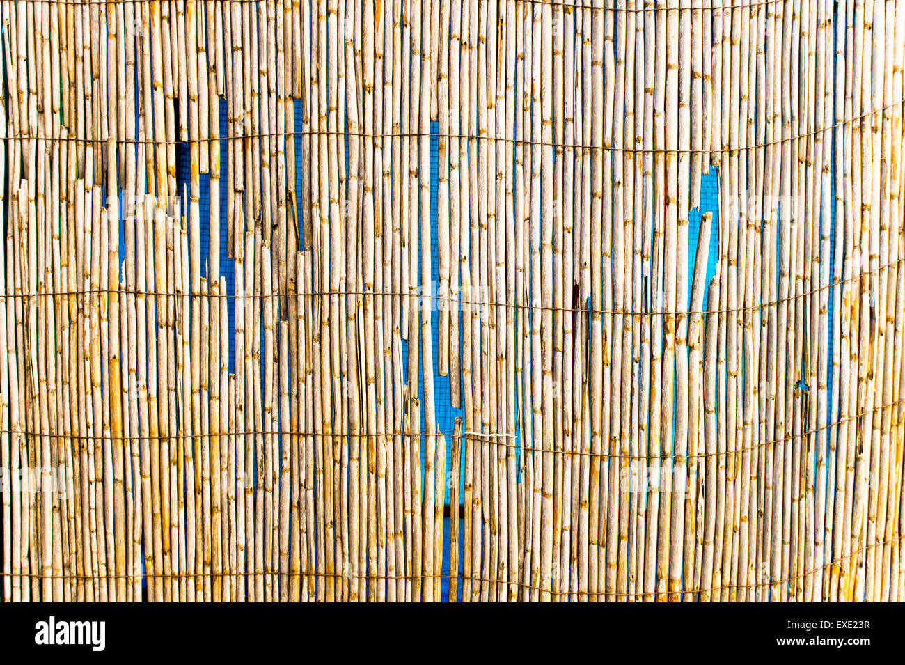 Bamboo canes in front of a blue wall, as a background Stock Photo - Alamy