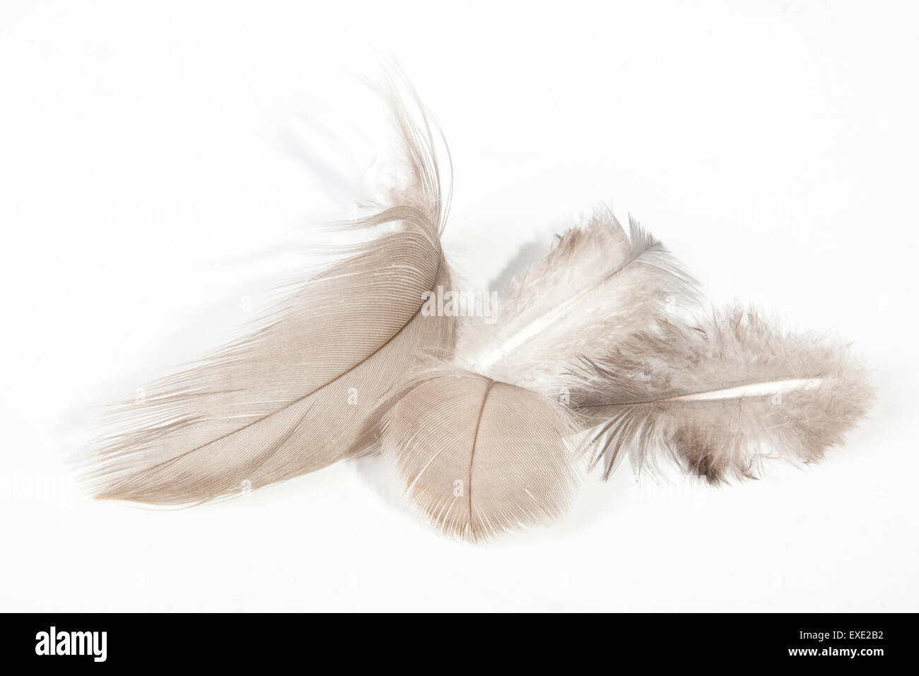 Studio shot of four fluffy light gray fine textured feathers on white ...