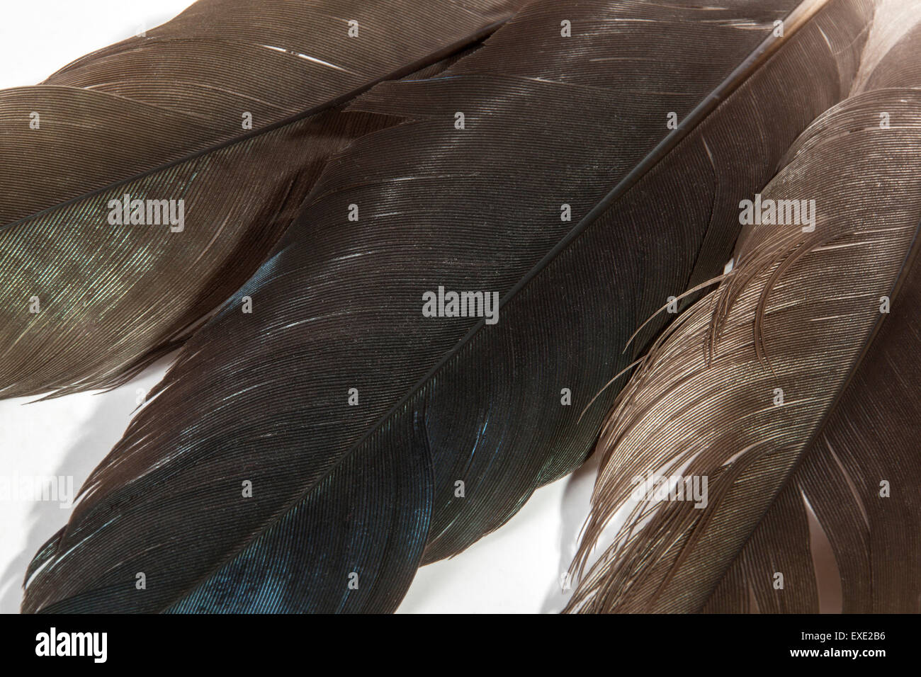 Varigated colors hi-res stock photography and images - Alamy