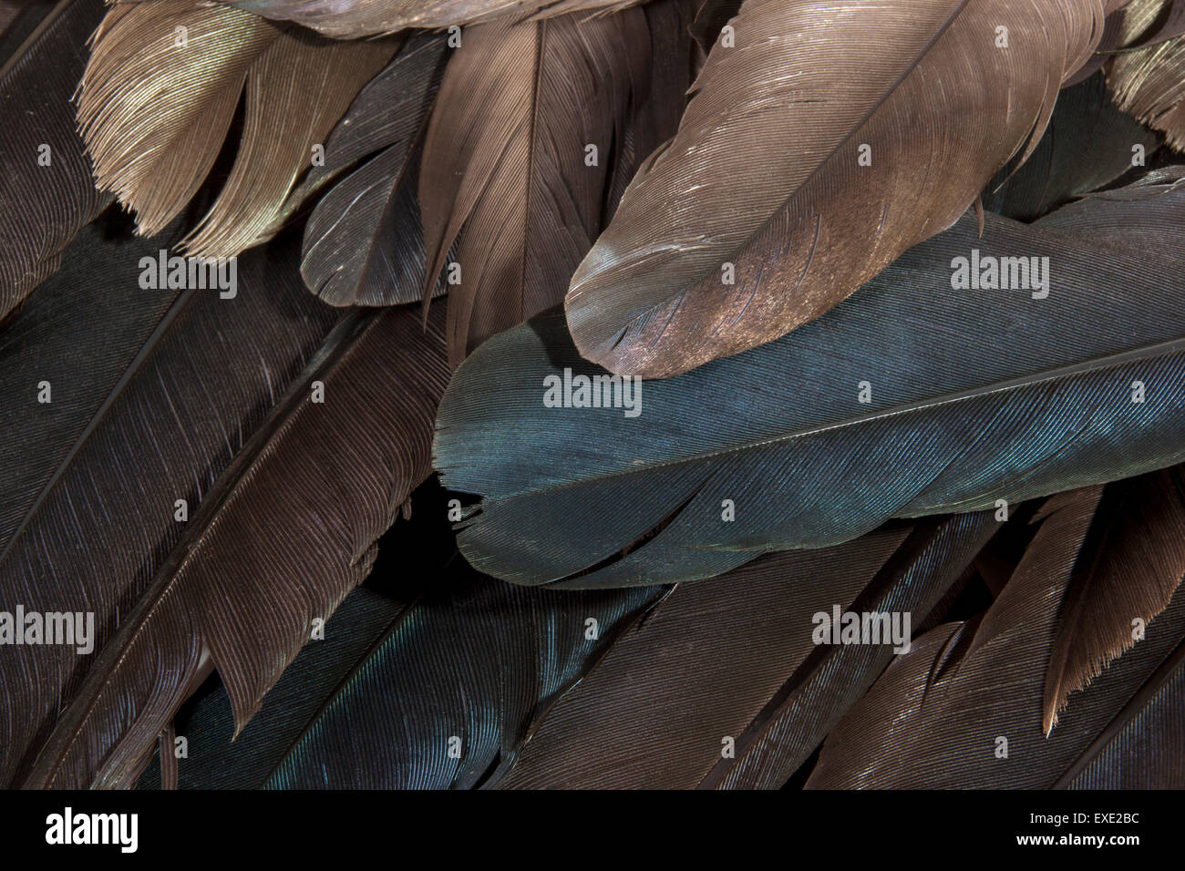 Studio shot background of extreme close up of layer of birds feathers ...