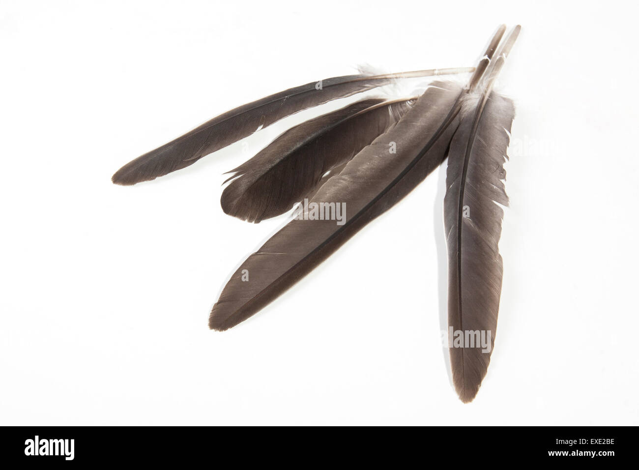 Studio shot pf four dark gray birds feathers with pointed quills on ...