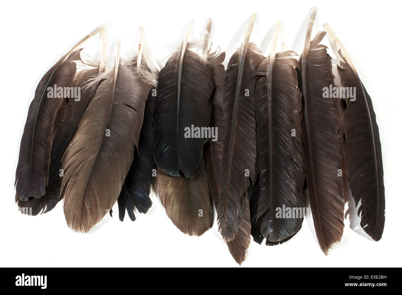 Studio shot dark collection of birds feathers in varying shades of grey ...