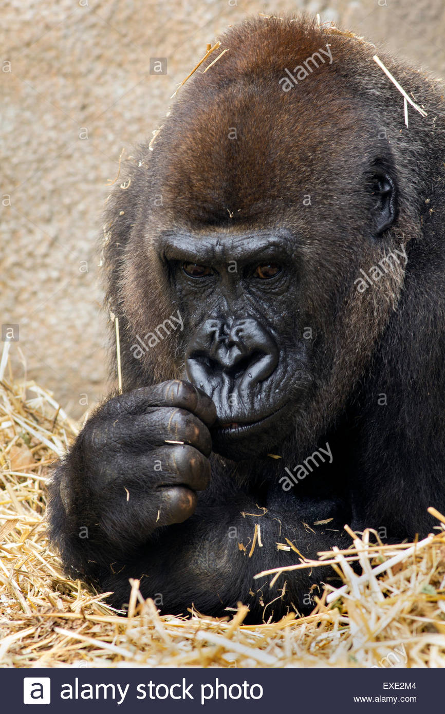 Western Lowland Gorilla Zoo Stock Photos & Western Lowland Gorilla Zoo ...
