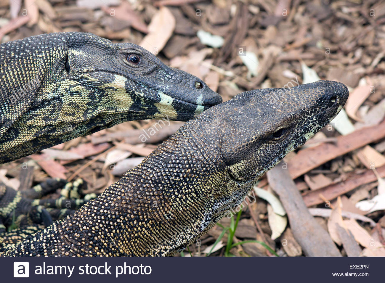 Lace Monitor Stock Photos & Lace Monitor Stock Images - Alamy