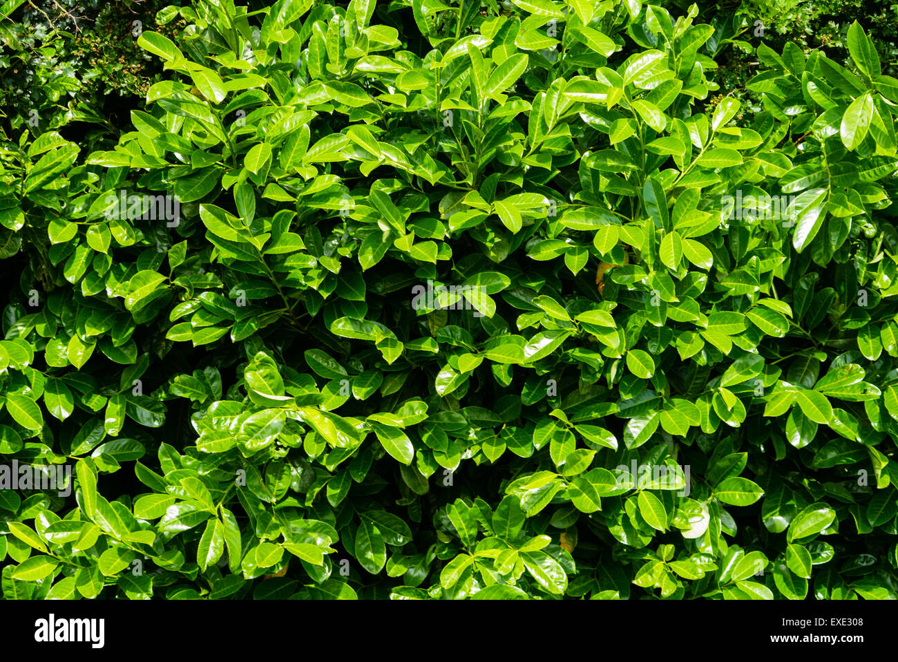 Laurel hedge, prunus laurocerasus Stock Photo - Alamy
