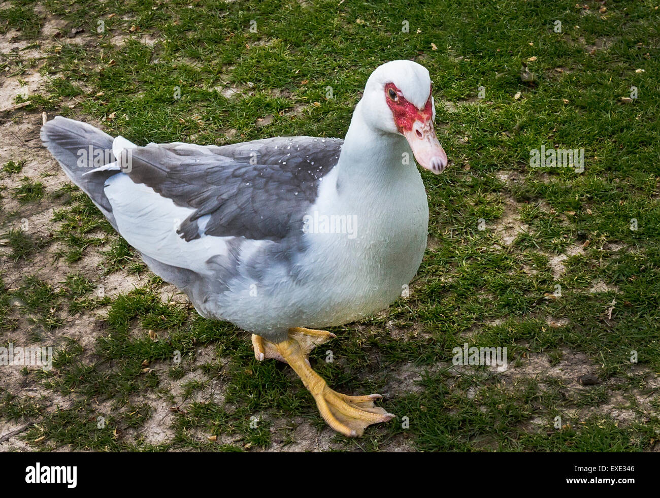 A Silver Drake Muscovy Duck Stock Photo - Alamy