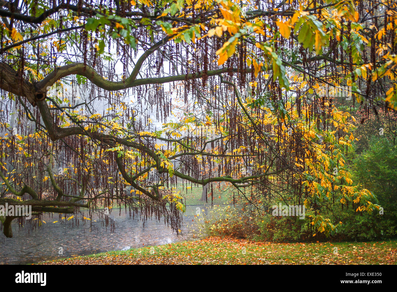 Willow tree in autumn colors in a park Stock Photo - Alamy