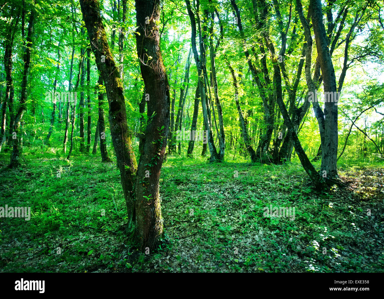 trees in the forest, summer green forest Stock Photo - Alamy