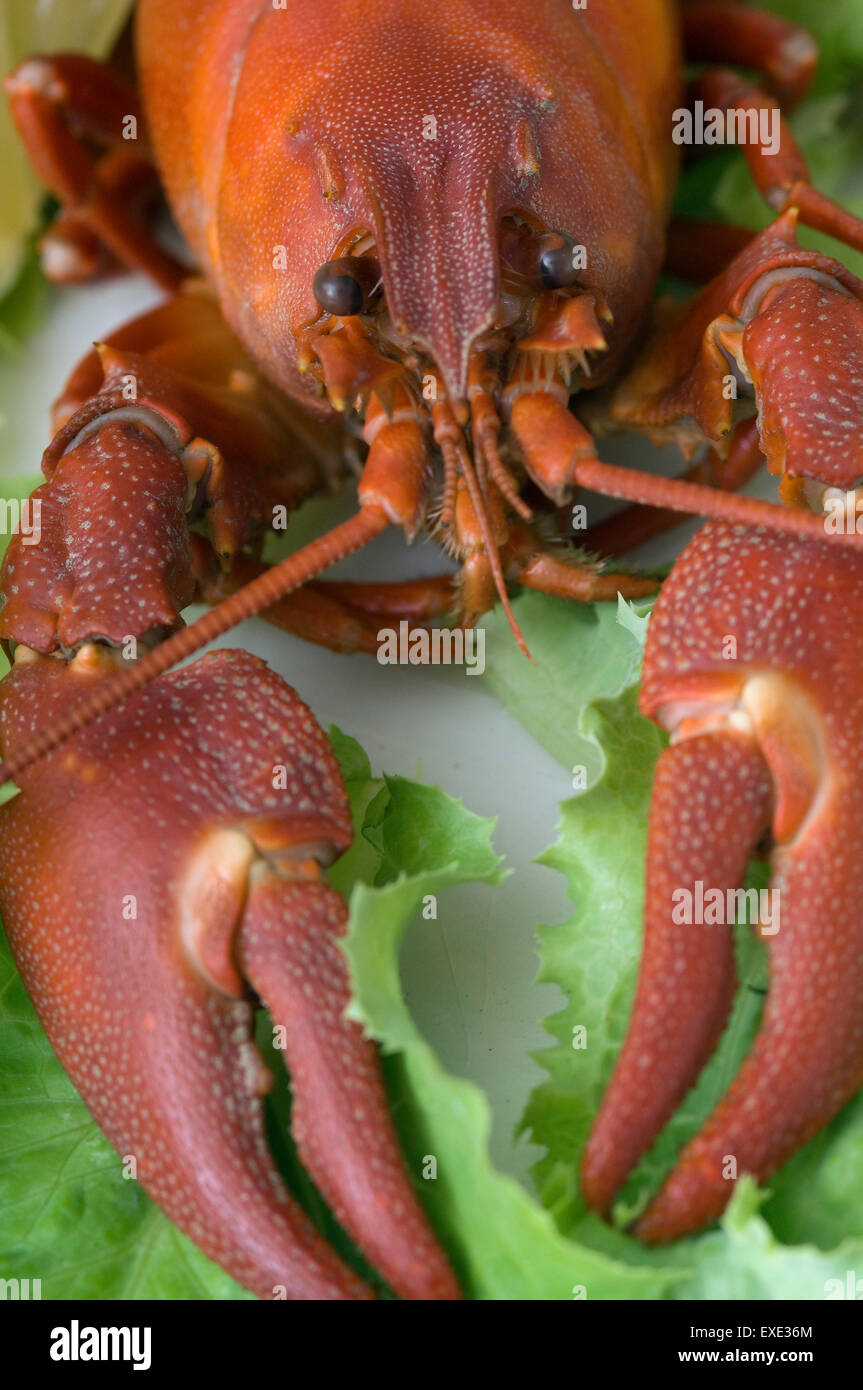 American Crayfish caught at in the River Thames in Lechlade Stock Photo ...