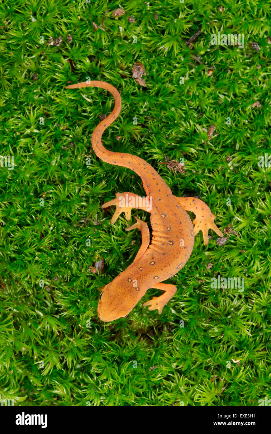 Eastern (or "red-spotted") newt Notophthalmus viridescens juvenile in ...