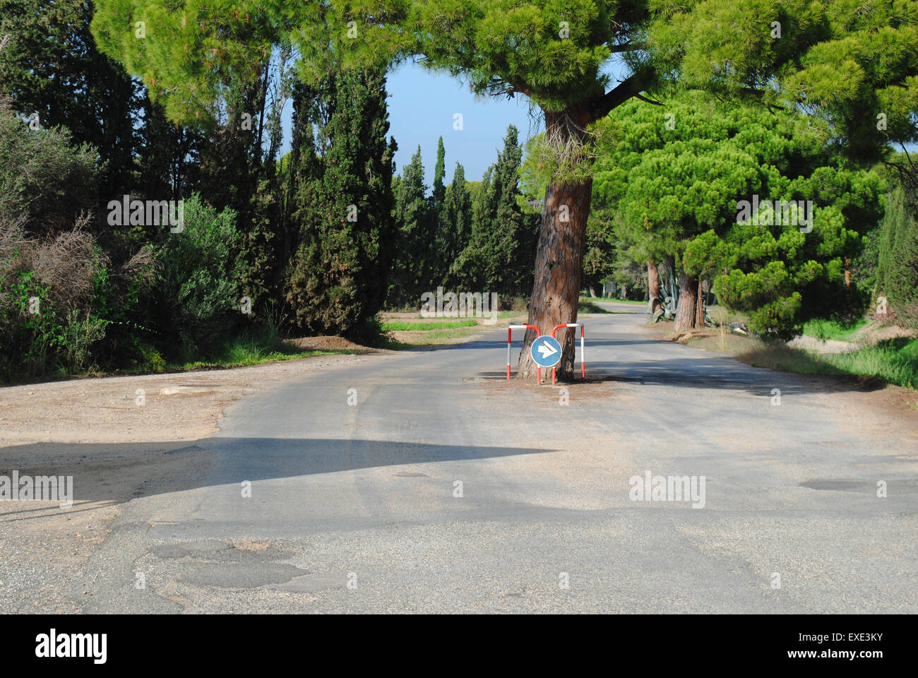Tree in the middle of the road hi-res stock photography and images - Alamy