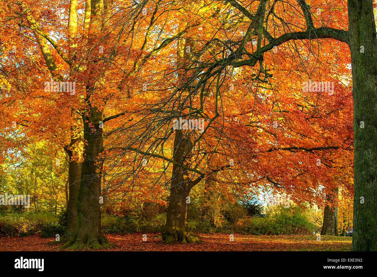 Beautiful colorful trees in autumn Stock Photo - Alamy