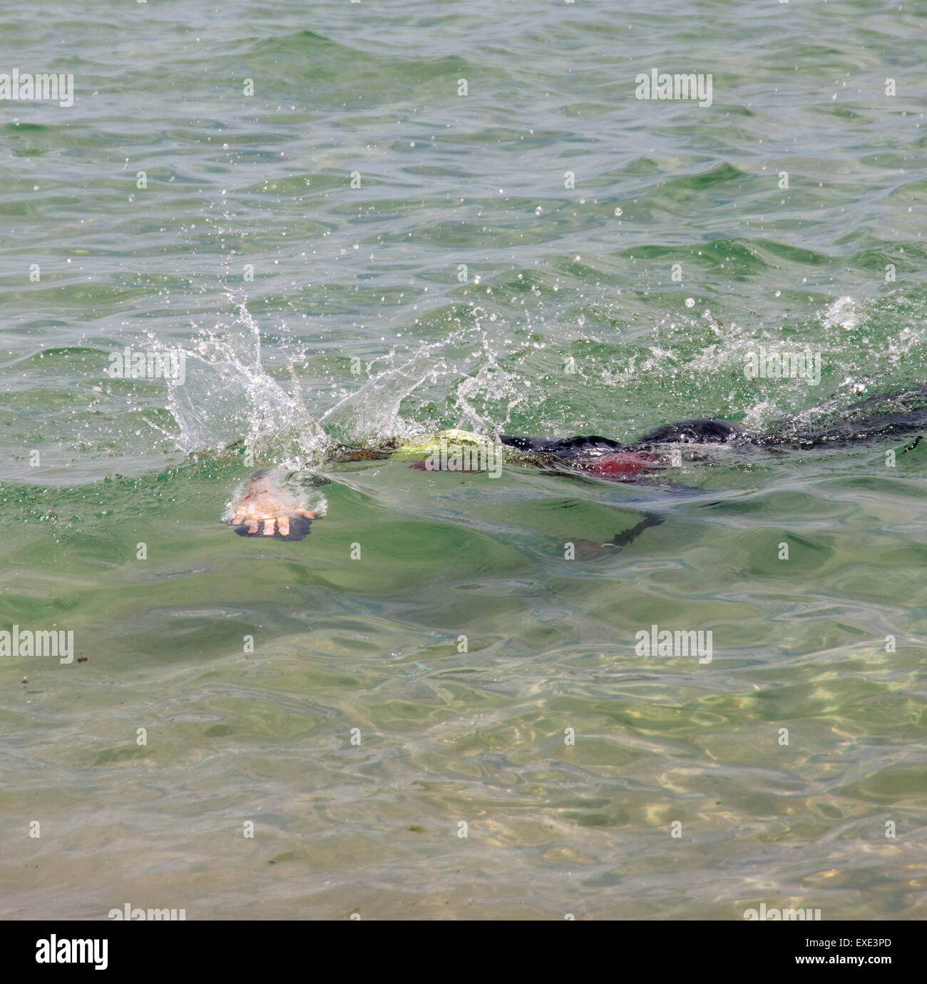 Sea swimmer swimming in the sea Stock Photo - Alamy