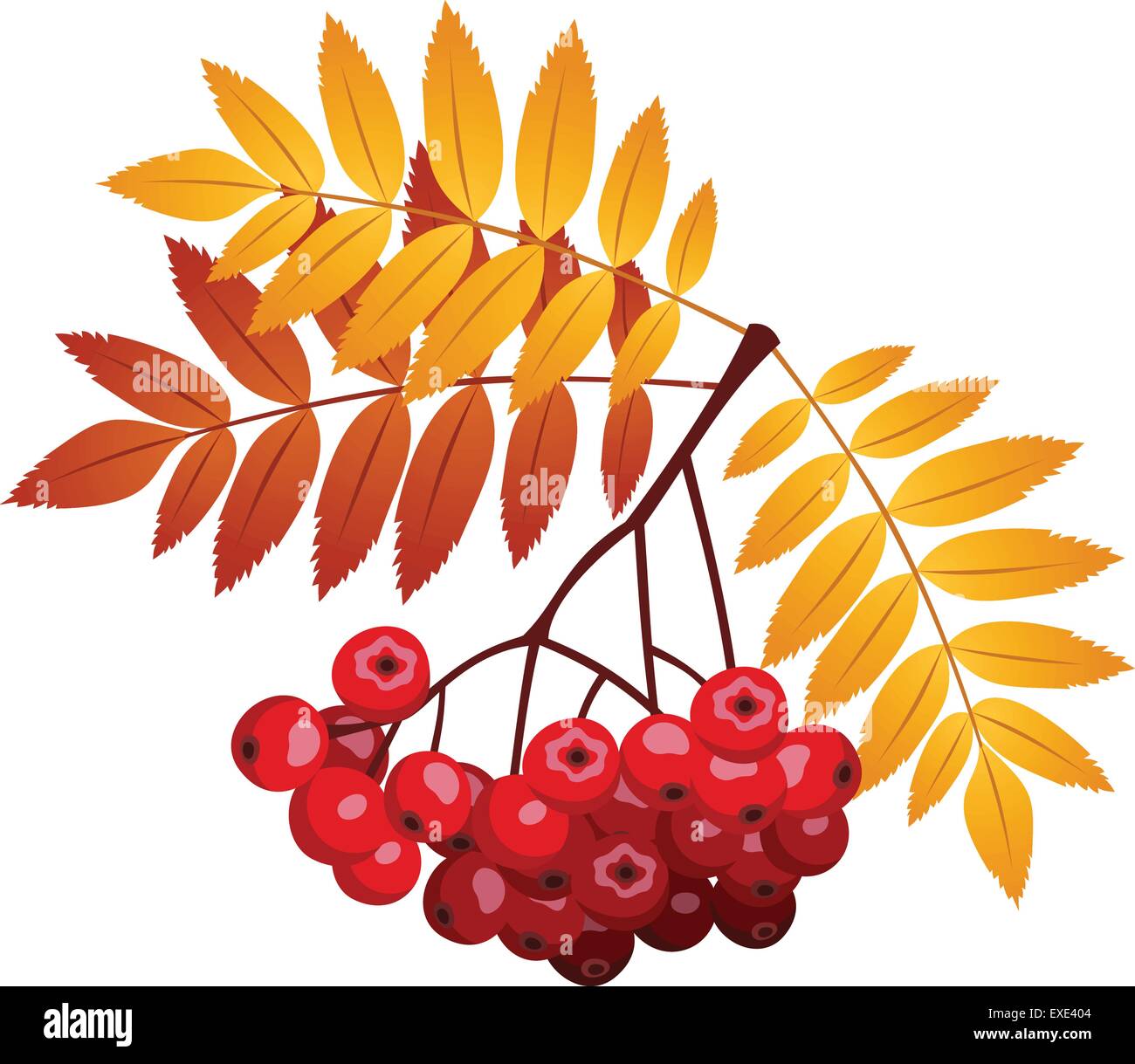 Rowan branch with rowanberries and leaves. Vector illustration Stock ...