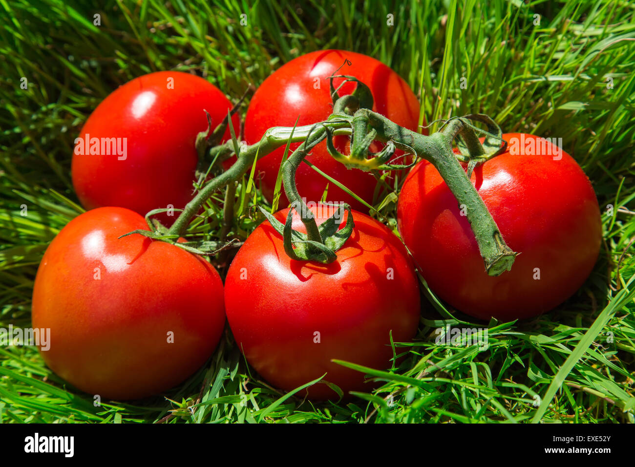 Vibrant tomato field hi-res stock photography and images - Alamy