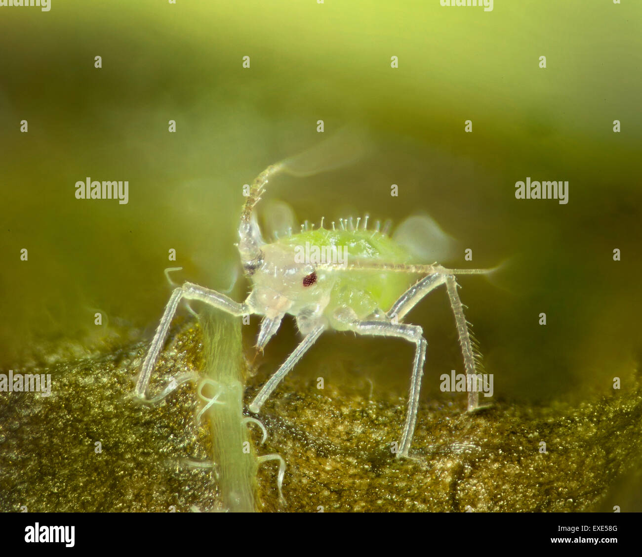 Aphid stylet hi-res stock photography and images - Alamy