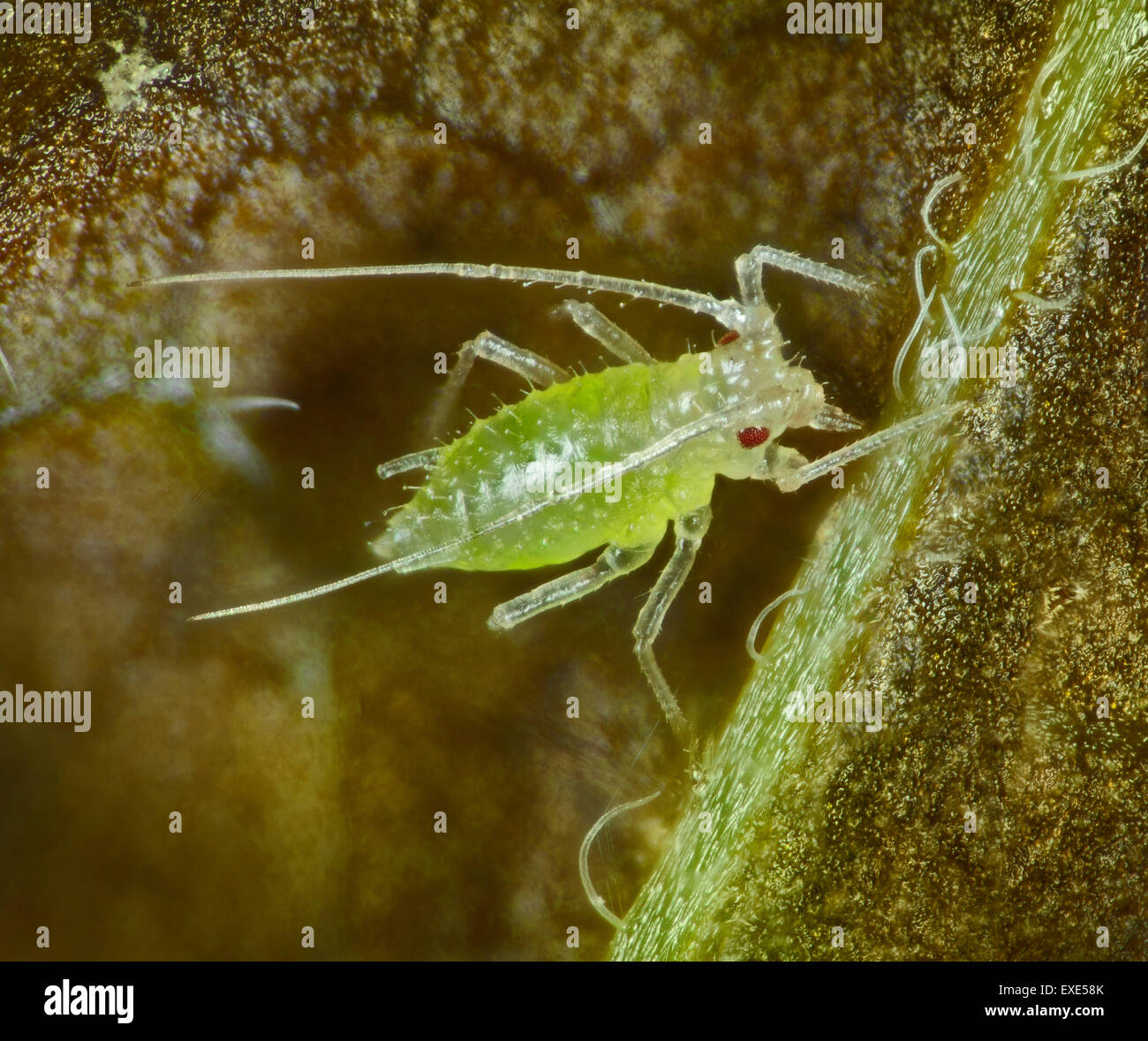 Juvenile aphid, greenfly, Aphis sp Stock Photo - Alamy