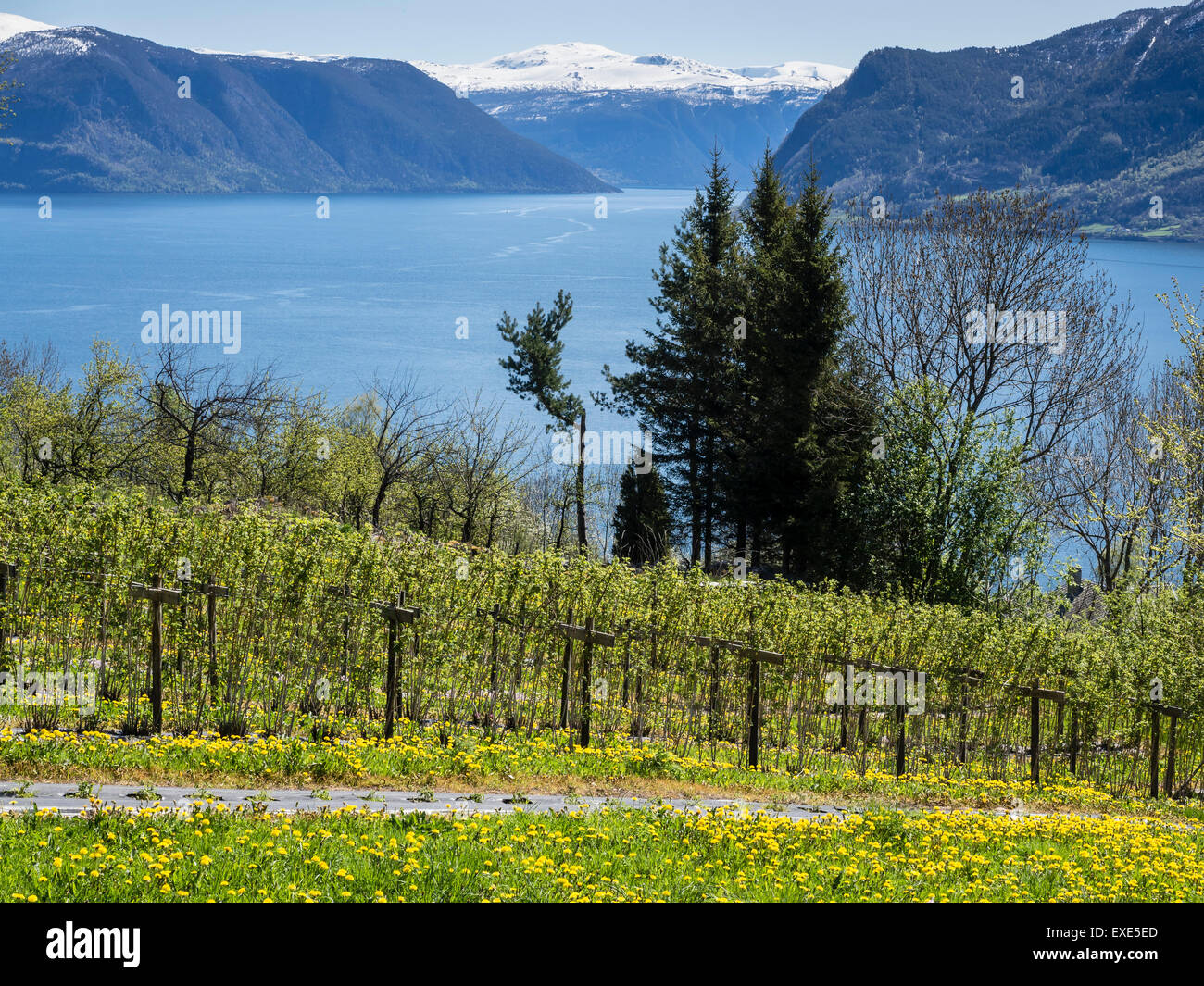 Growing of fruits, northern coast of the Sognefjord, near Hermansverk ...