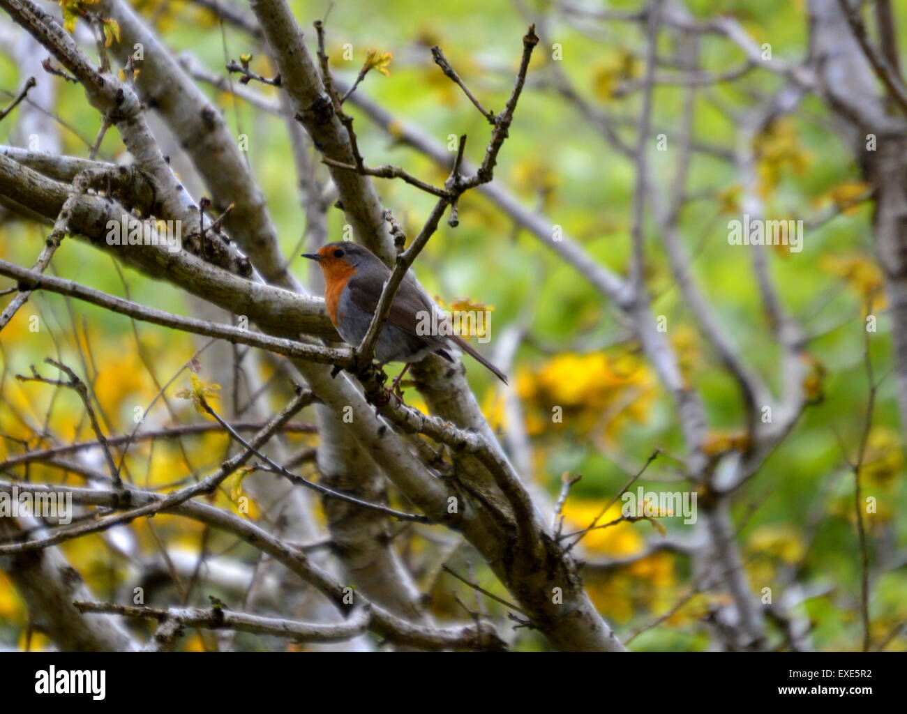 Robin Sat in Tree Stock Photo - Alamy