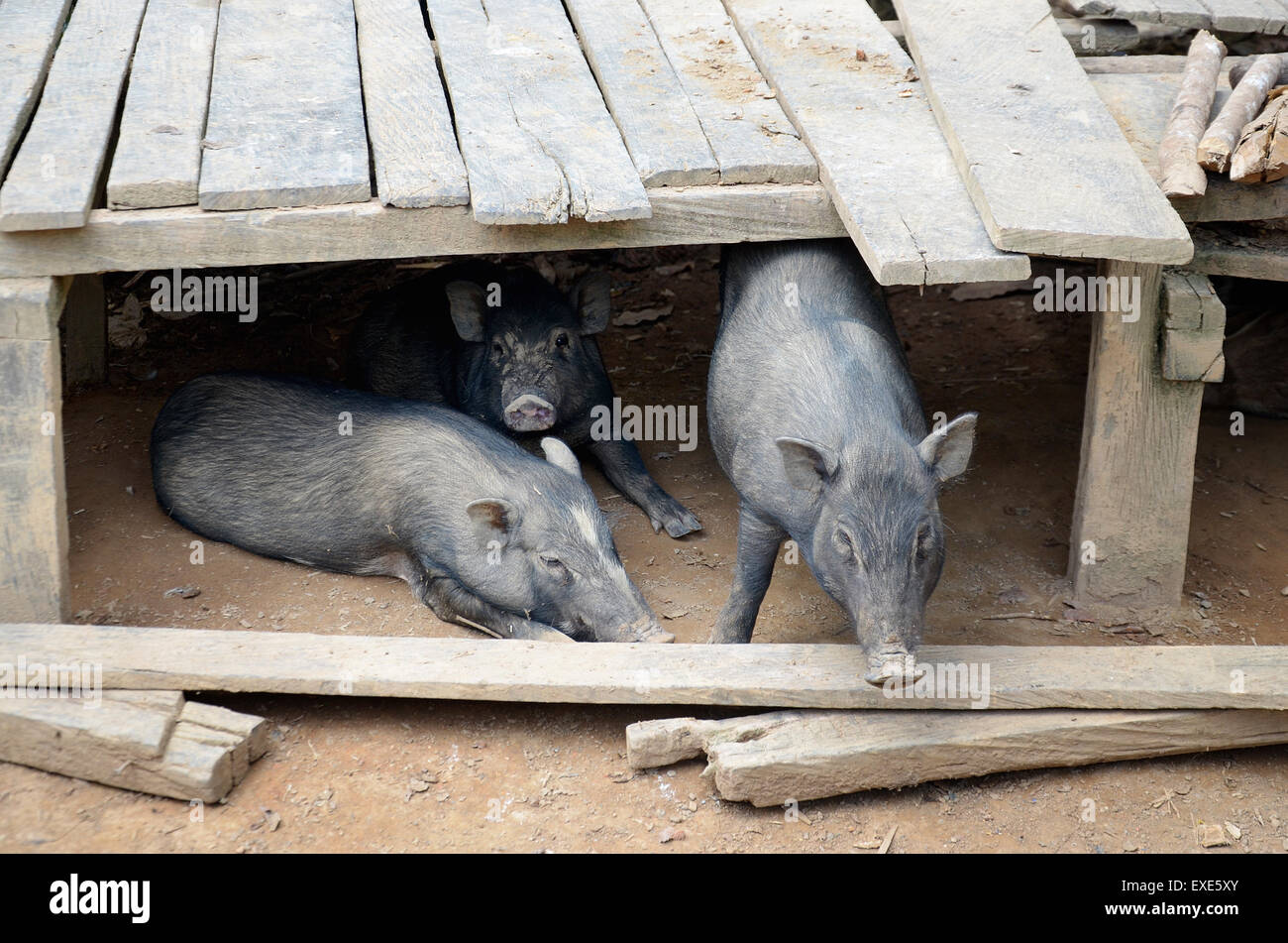 wild boar, pig in the villages Stock Photo - Alamy