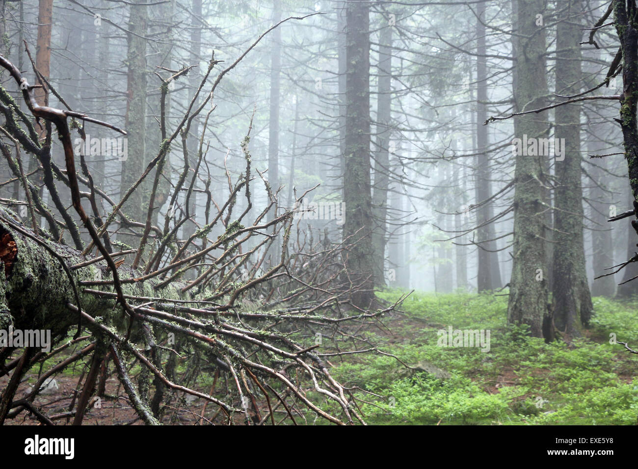 The fallen pine or spruce in the Carpathian mountains forest Stock ...