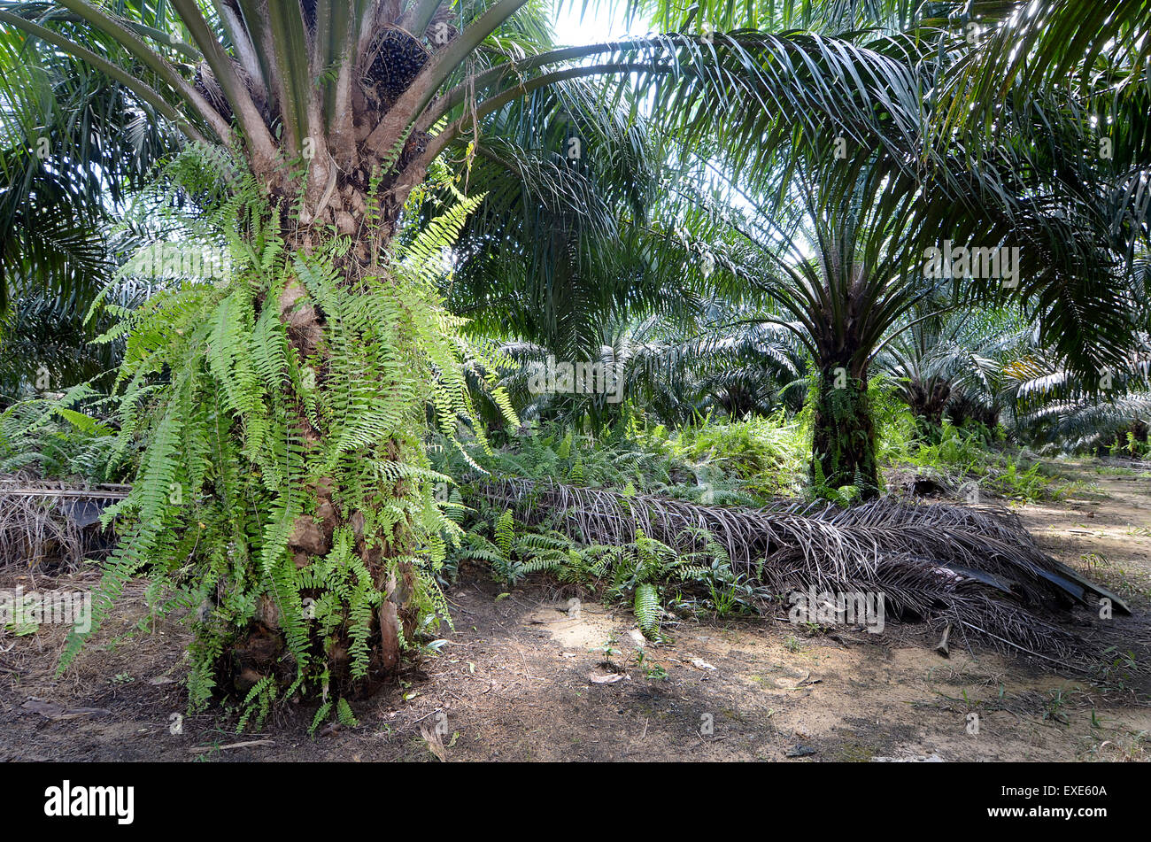 Palm oil tree hi-res stock photography and images - Alamy