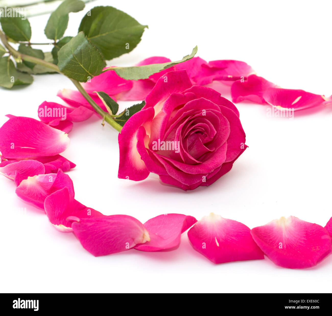 Scarlet rose hi-res stock photography and images - Alamy