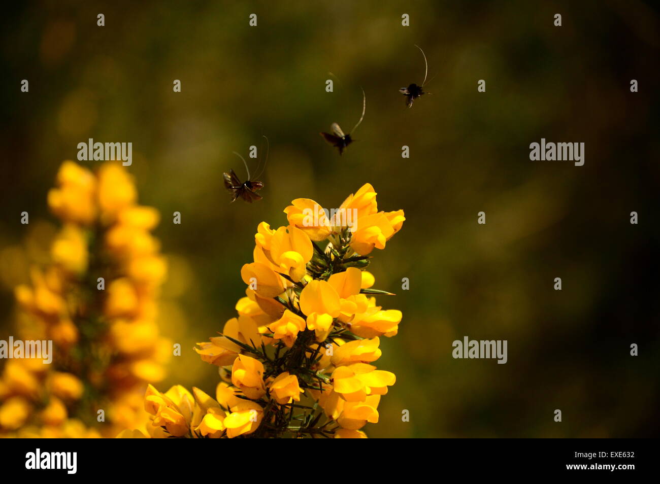 Summer flying insects hi-res stock photography and images - Alamy