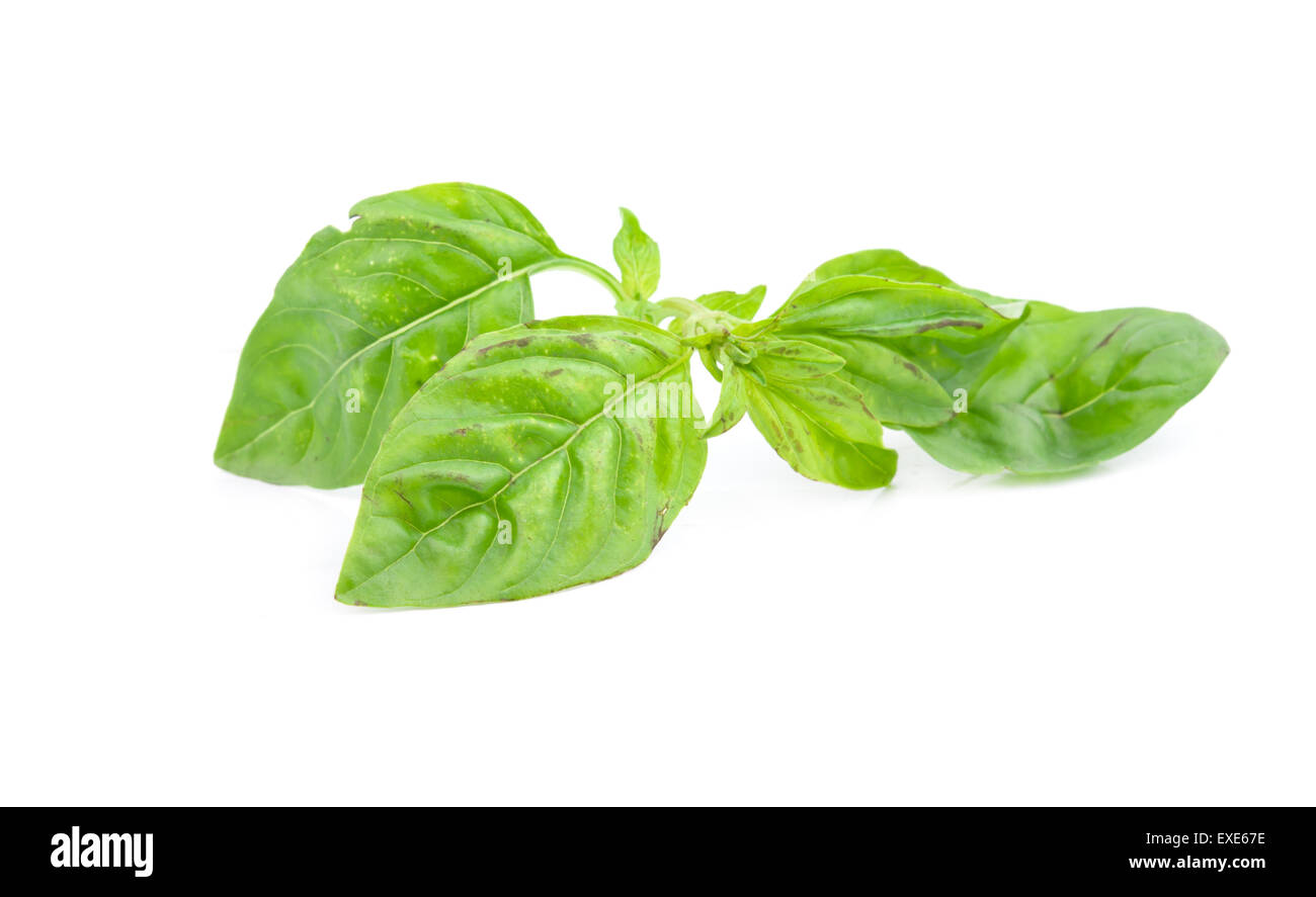 Bunch of fresh basil Cut Out Stock Images & Pictures - Alamy