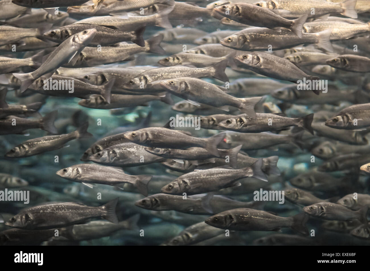 School of Silver Gray Fish Stock Photo - Alamy