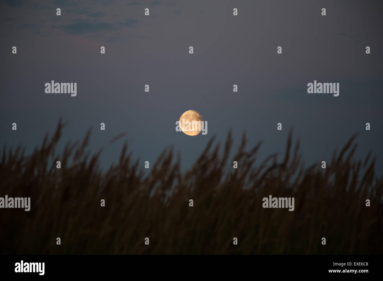 silhouette grass on full moon background Stock Photo - Alamy