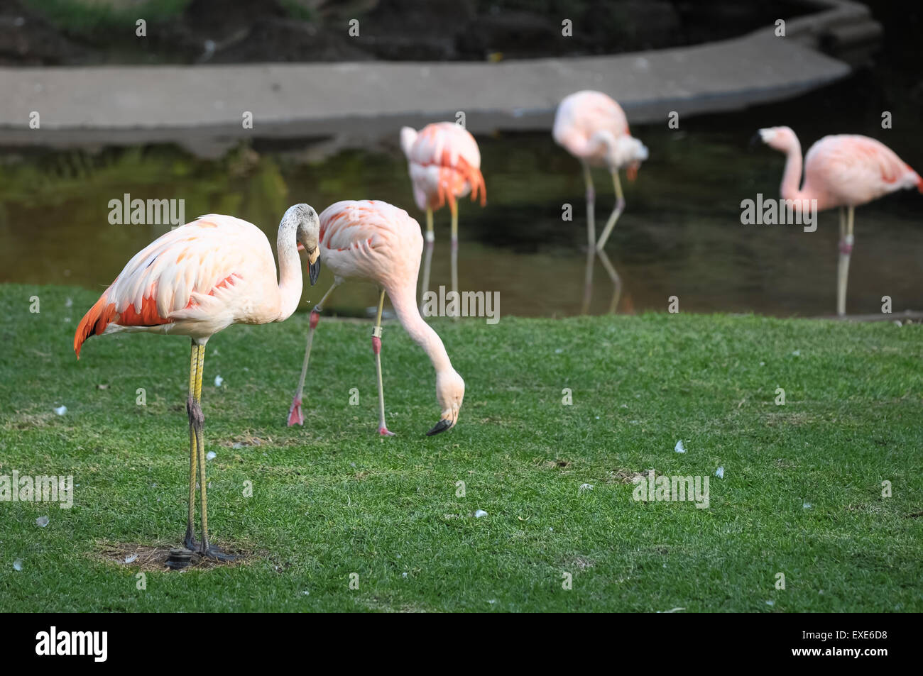 Pink Adult Flamingo Stock Photo - Alamy
