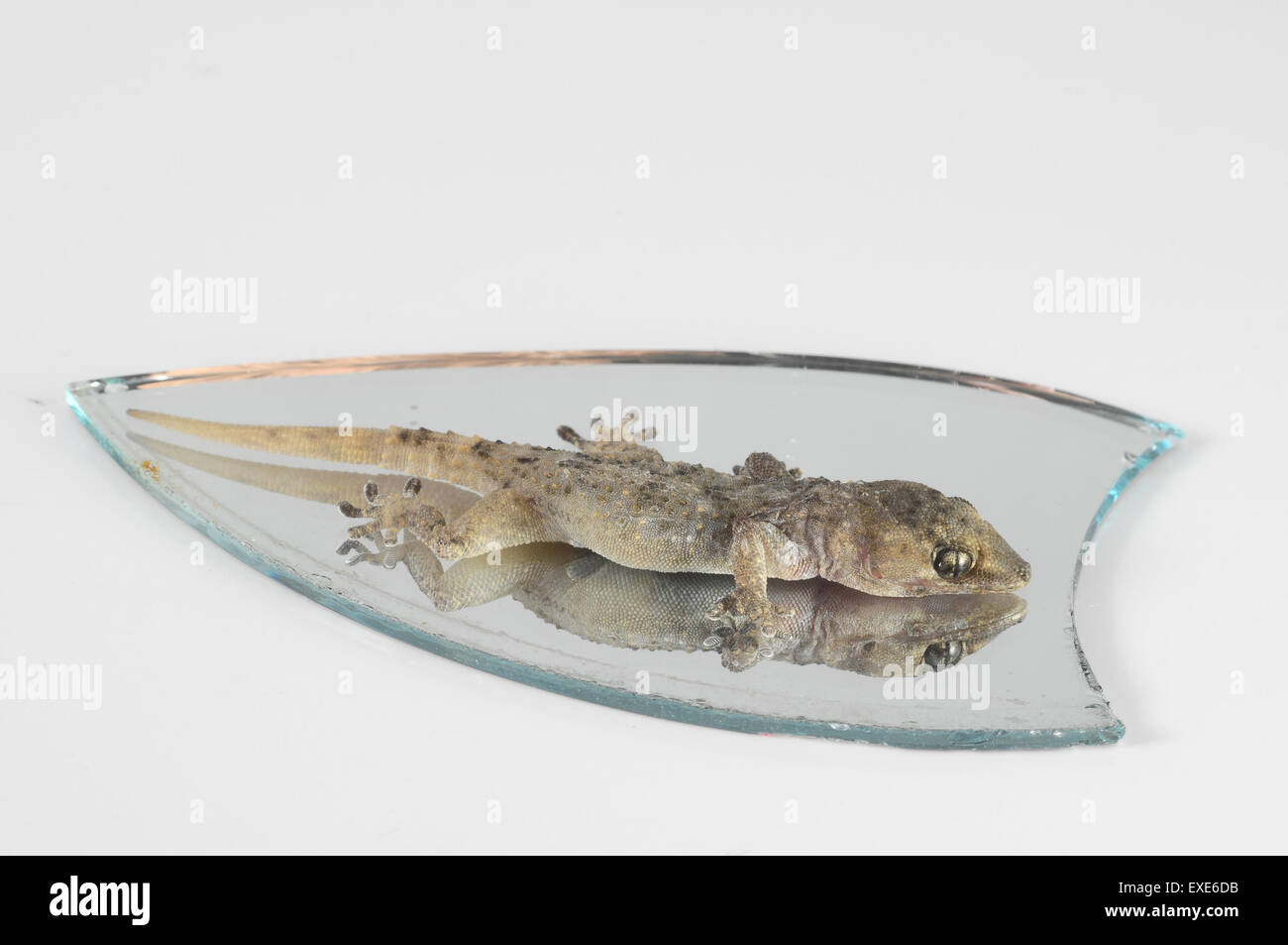One Small Gecko Lizard and Mirror Stock Photo - Alamy