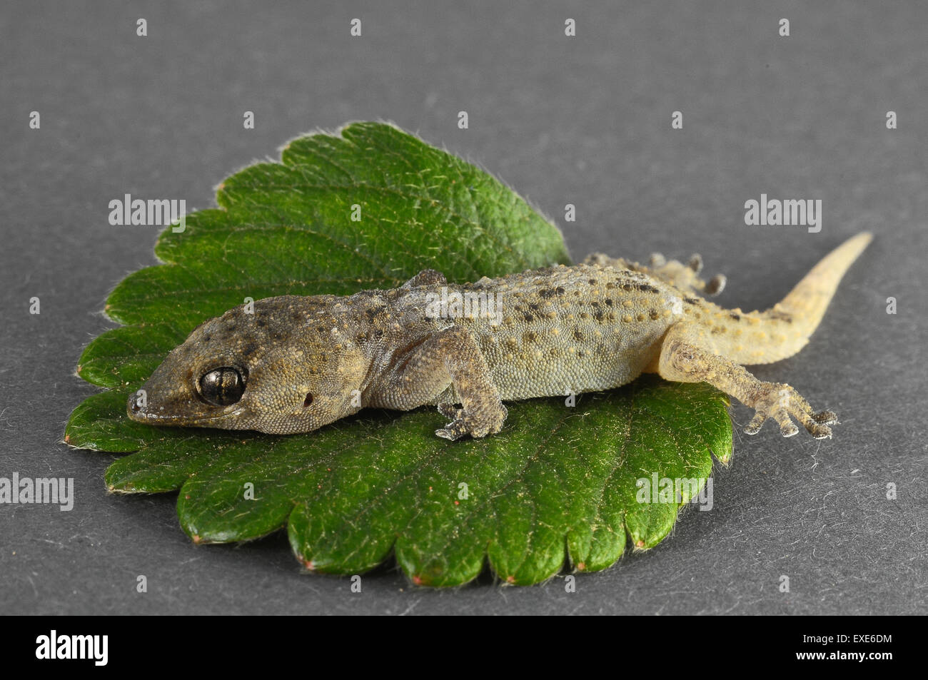 Gecko Lizard and Leaf Stock Photo - Alamy