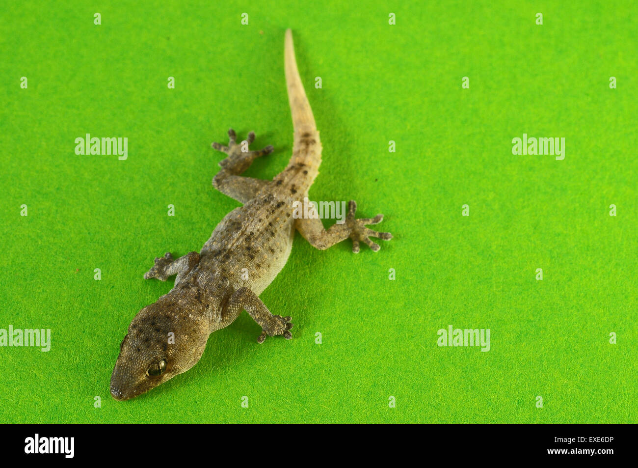Gray Gecko Lizard Stock Photo - Alamy